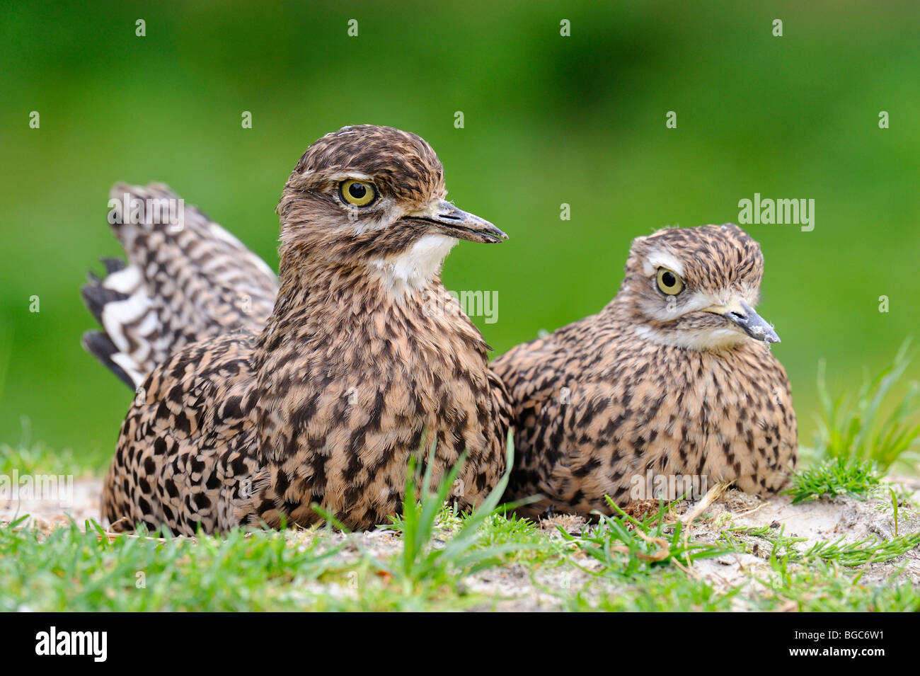 Spotted thick-knees (Burhinus capensis Stock Photo - Alamy