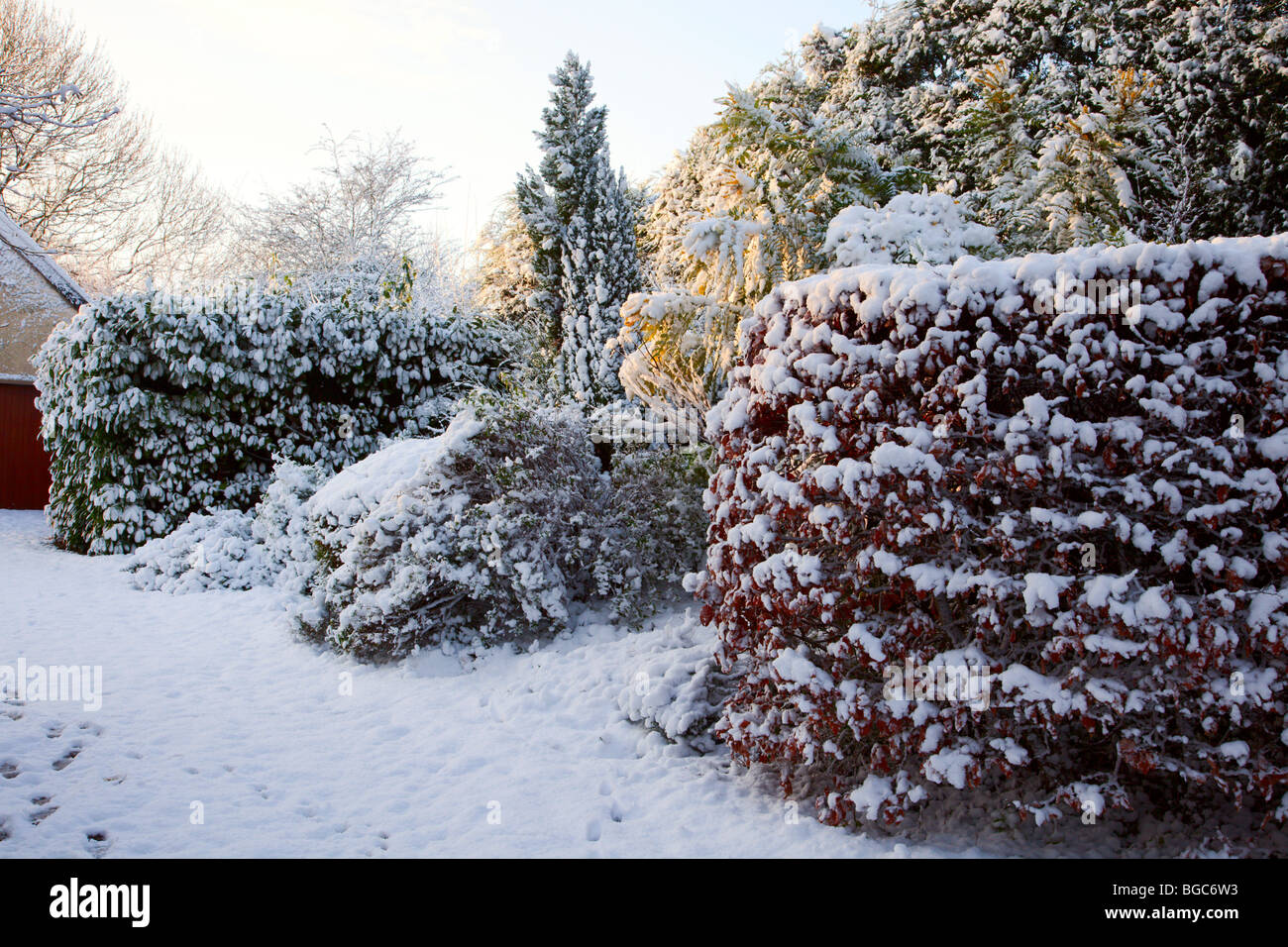 Snow covered shrubs hi-res stock photography and images - Alamy