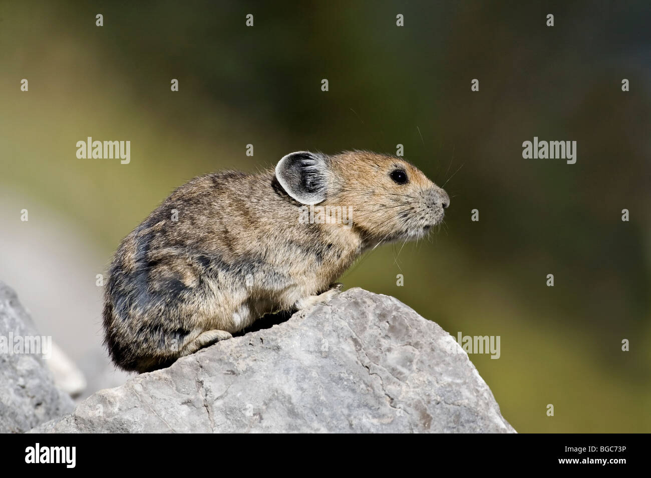 An adult Pika alarm call Stock Photo - Alamy