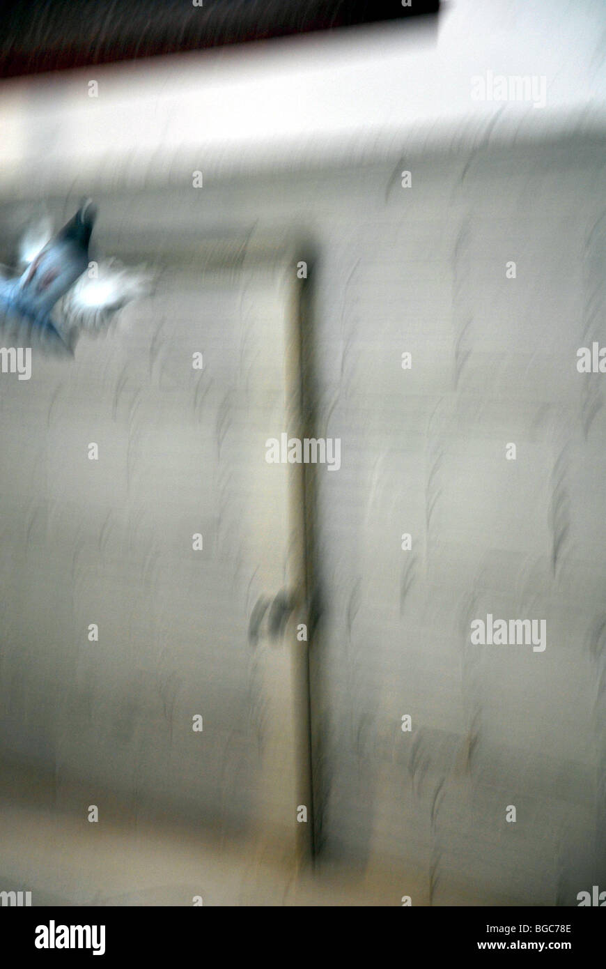 bird flying fast Stock Photo - Alamy