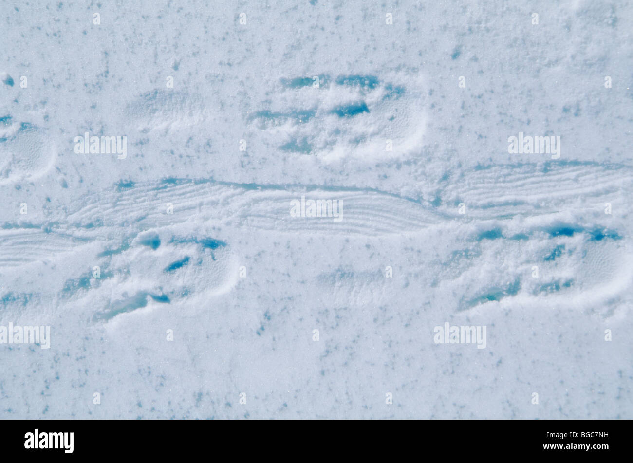 Penguin footprints hi-res stock photography and images - Alamy