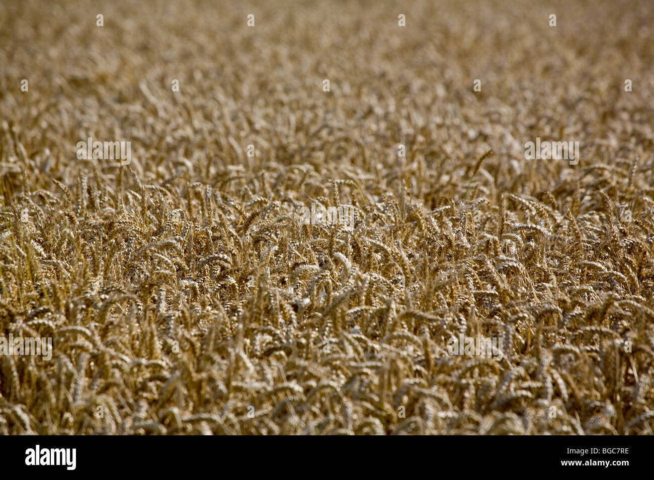 Wheat field ripens hi-res stock photography and images - Alamy