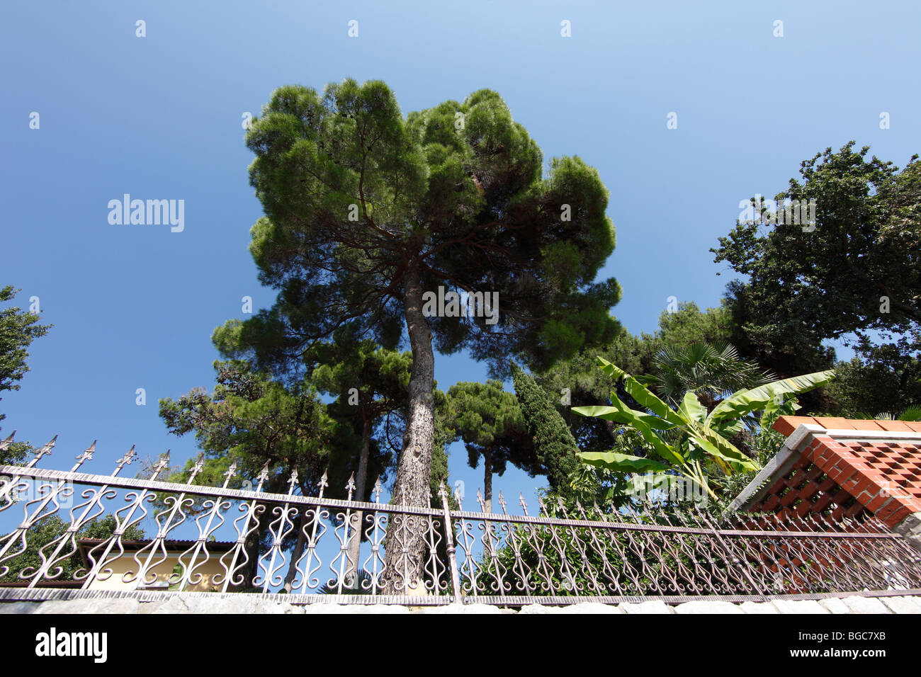 Wrought iron fence and pine trees, Opatija, Lungomare, Istria, Croatia ...