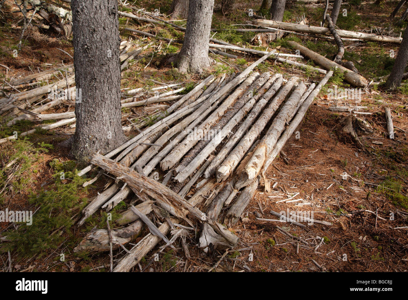 Remnants of an hiker's camp site in forest along the Sawyer River Trail ...