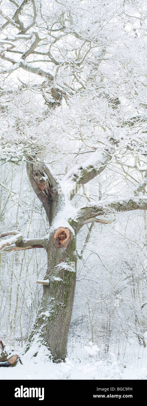 Tree in deep mid-winter Stock Photo - Alamy