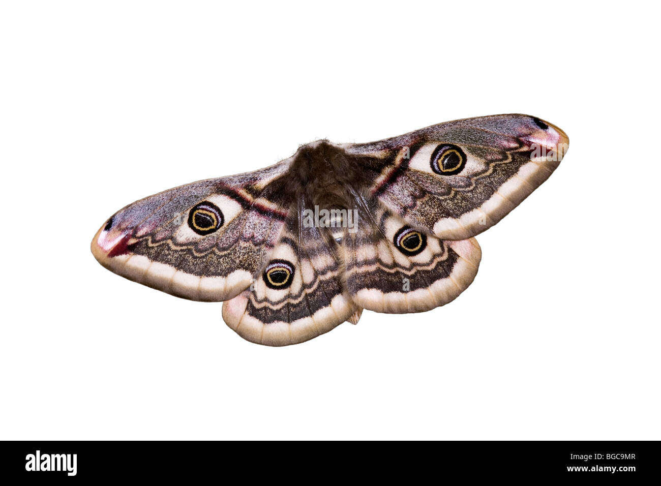 Emperor moth Saturnia pavonia Stock Photo - Alamy