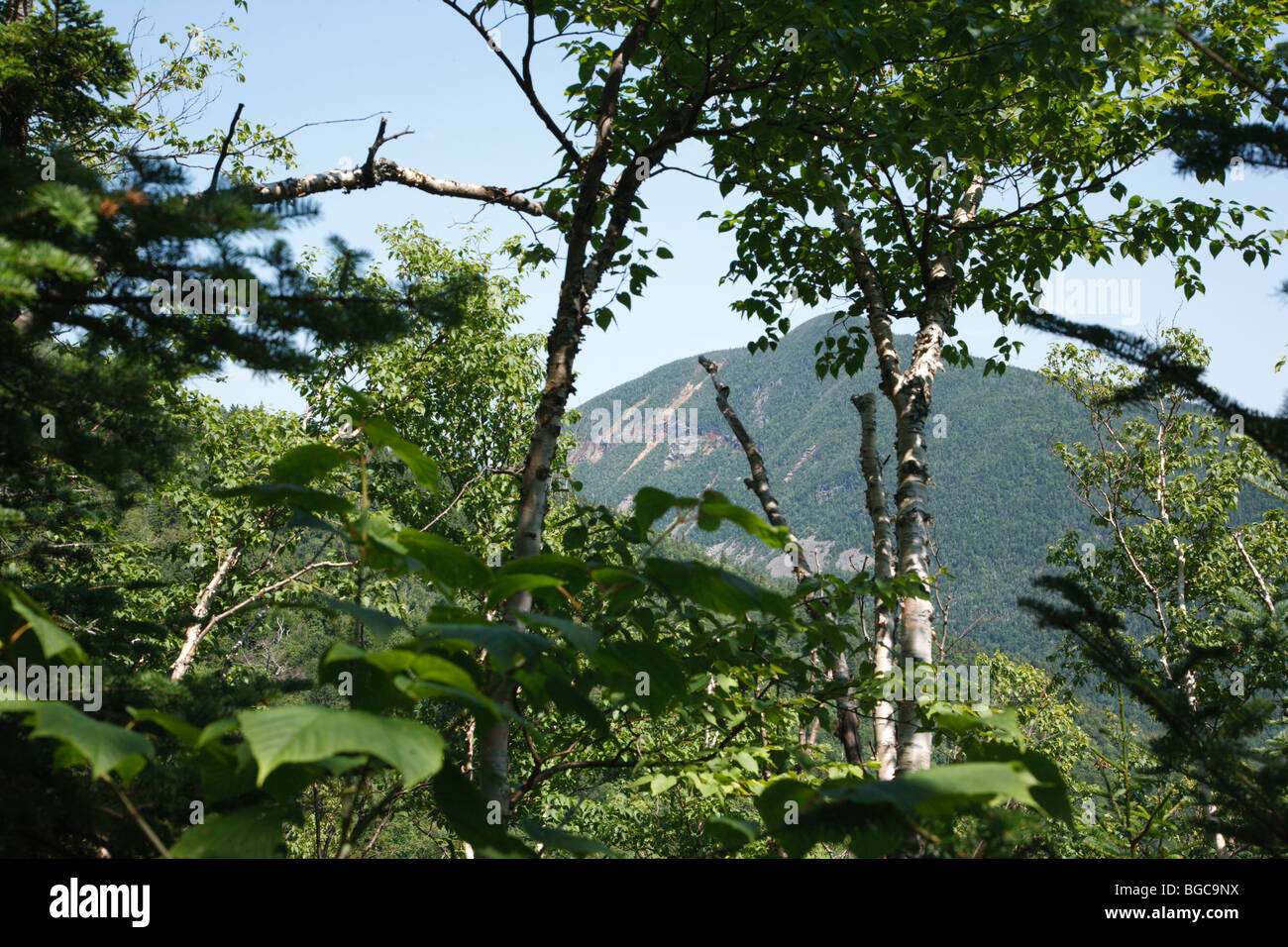 Carrigain Notch - Mount Lowell from Signal Ridge Trail during the ...