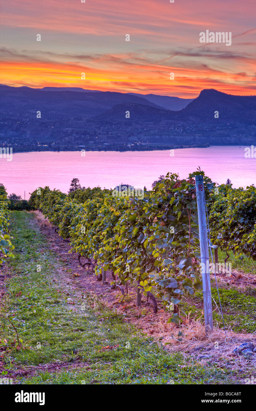 Sunset over Okanagan Lake and the grapevines at Lang Vineyards ...