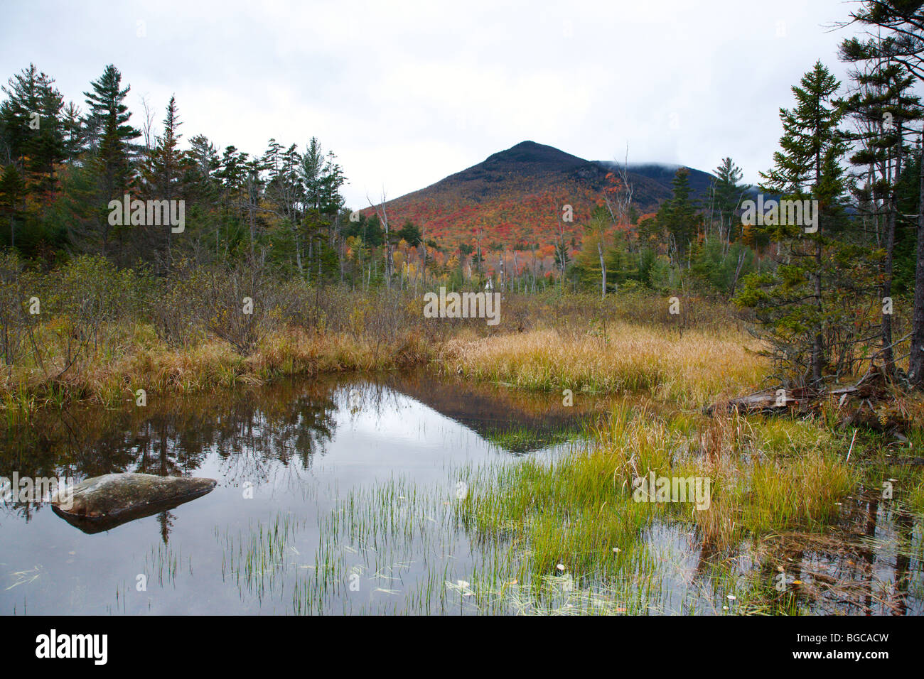 Pemigewasset Wilderness - Wetlands area along the Franconia Brook Trail ...