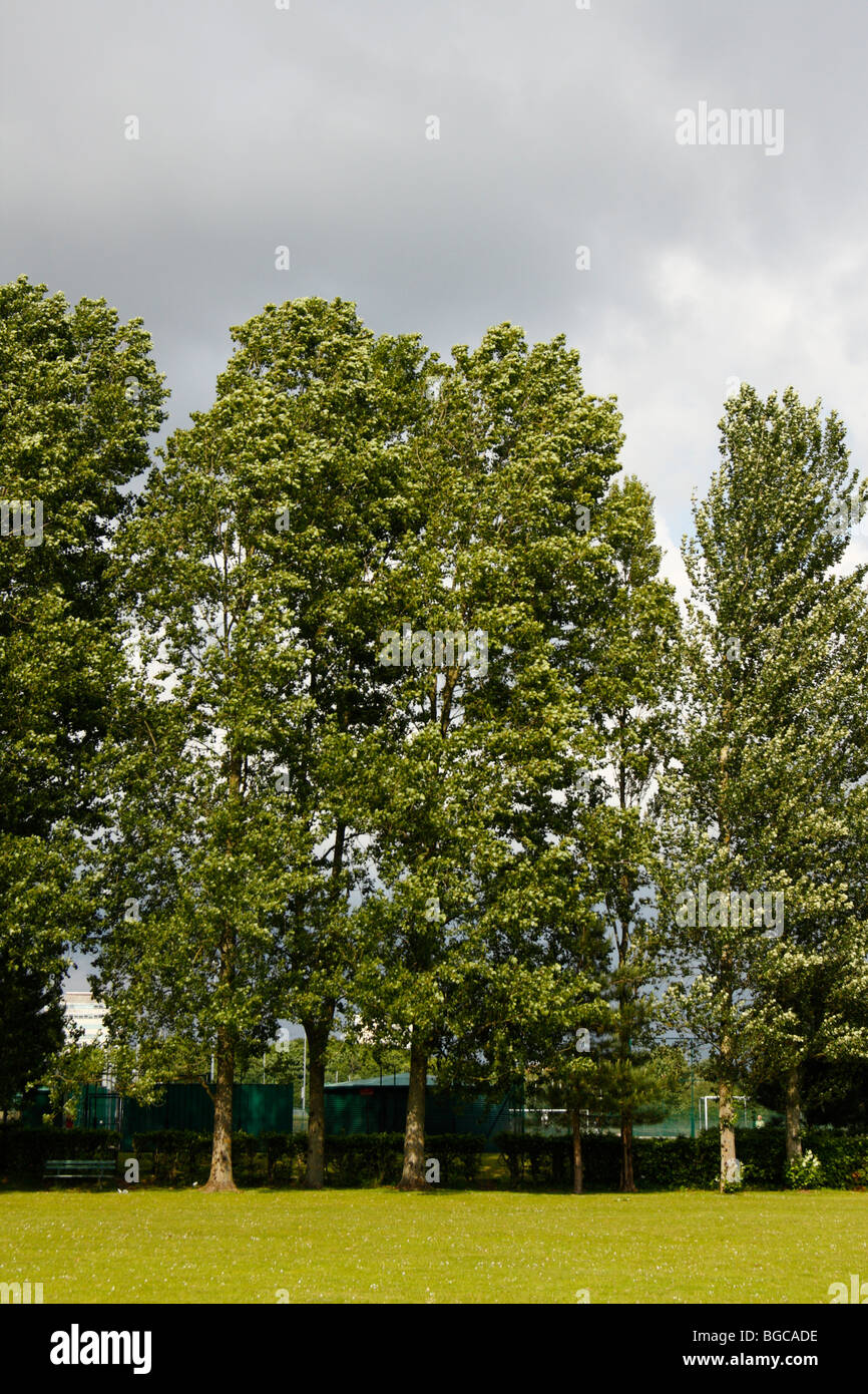 Lombardy poplar hi-res stock photography and images - Alamy