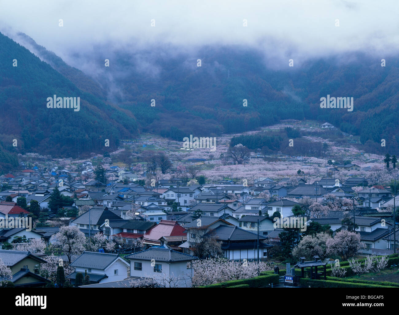 Apricot Village, Chikuma, Nagano, Japan Stock Photo - Alamy