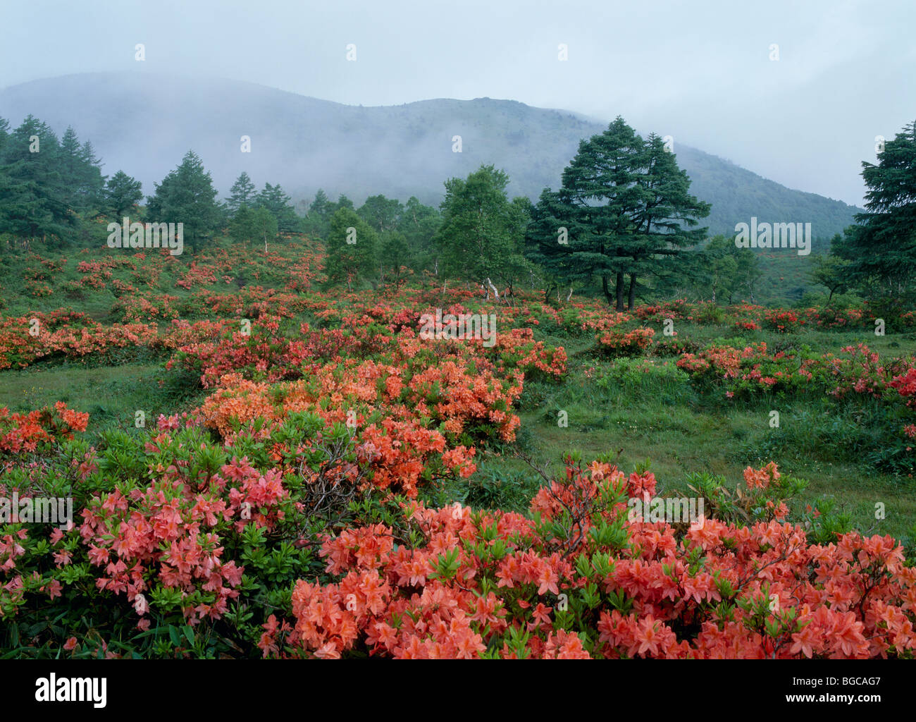 Japanese Azalea, Tomi, Nagano, Japan Stock Photo - Alamy