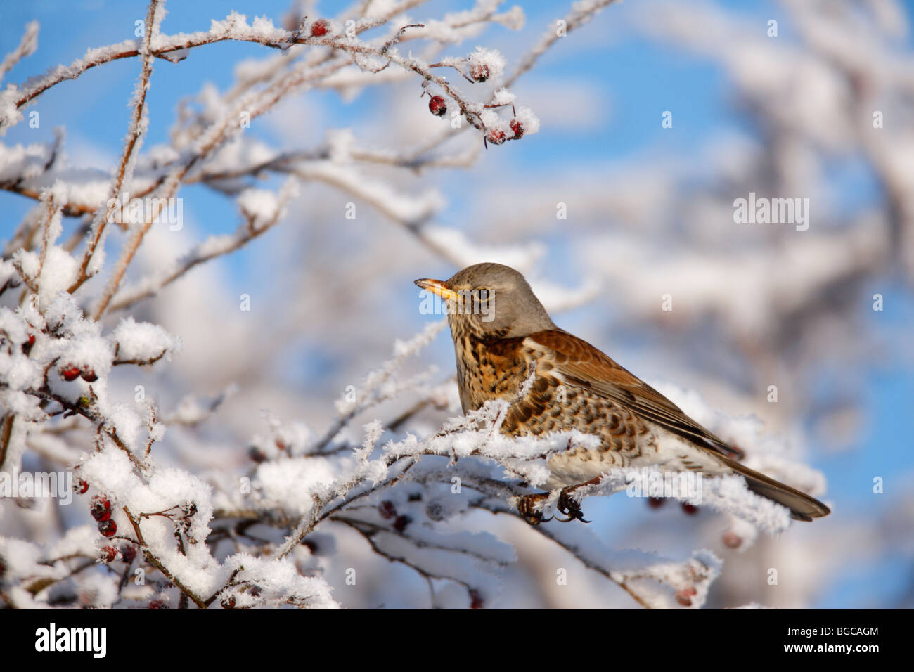 Fieldfare Turdus pilaris in snow covered Hedgerow Stock Photo - Alamy