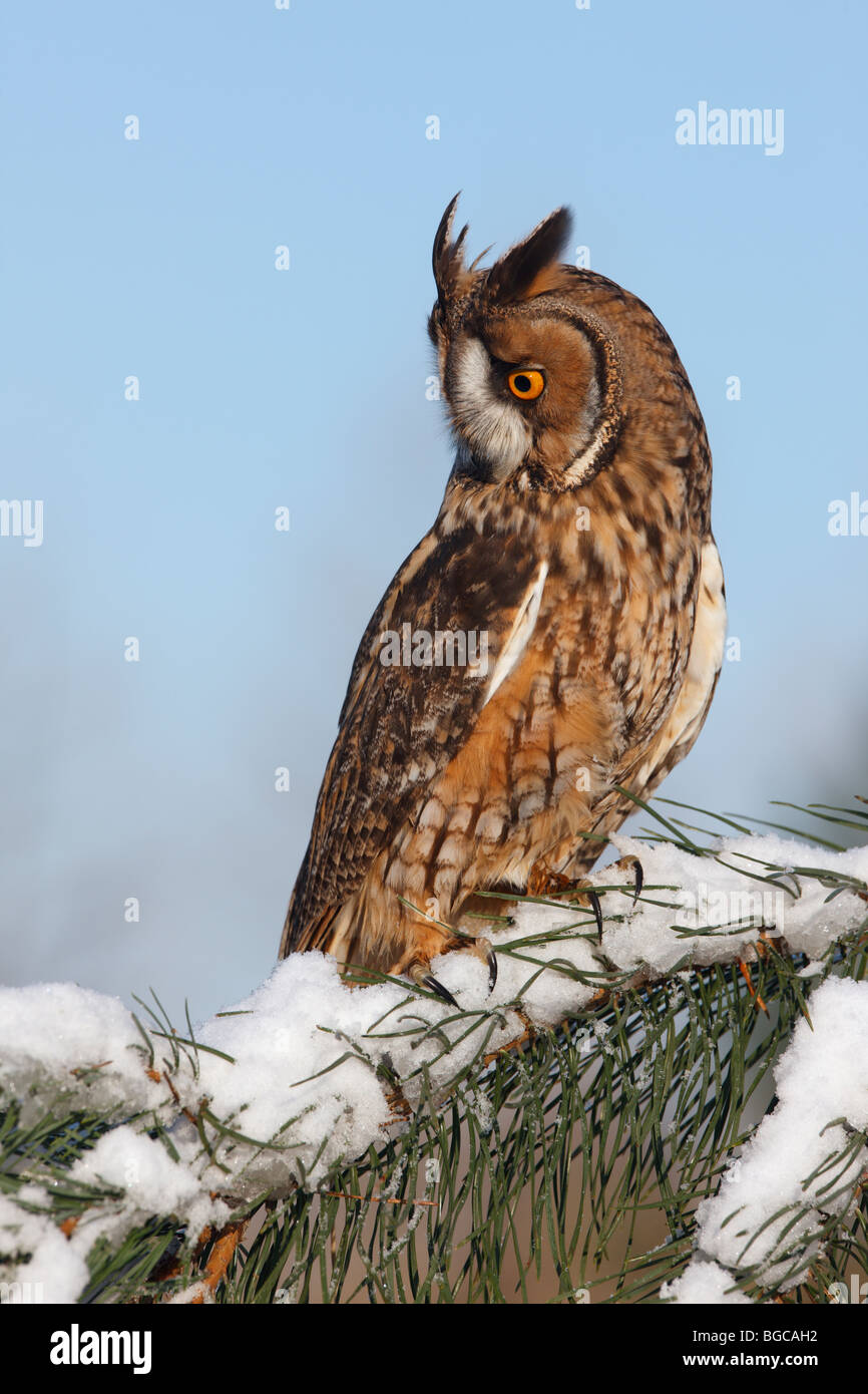 Long-eared owl Asio otus in winter snow Stock Photo - Alamy