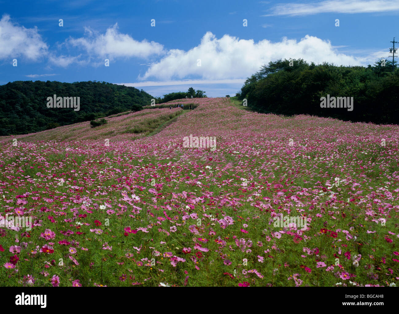 Cosmos, Saku, Nagano, Japan Stock Photo - Alamy