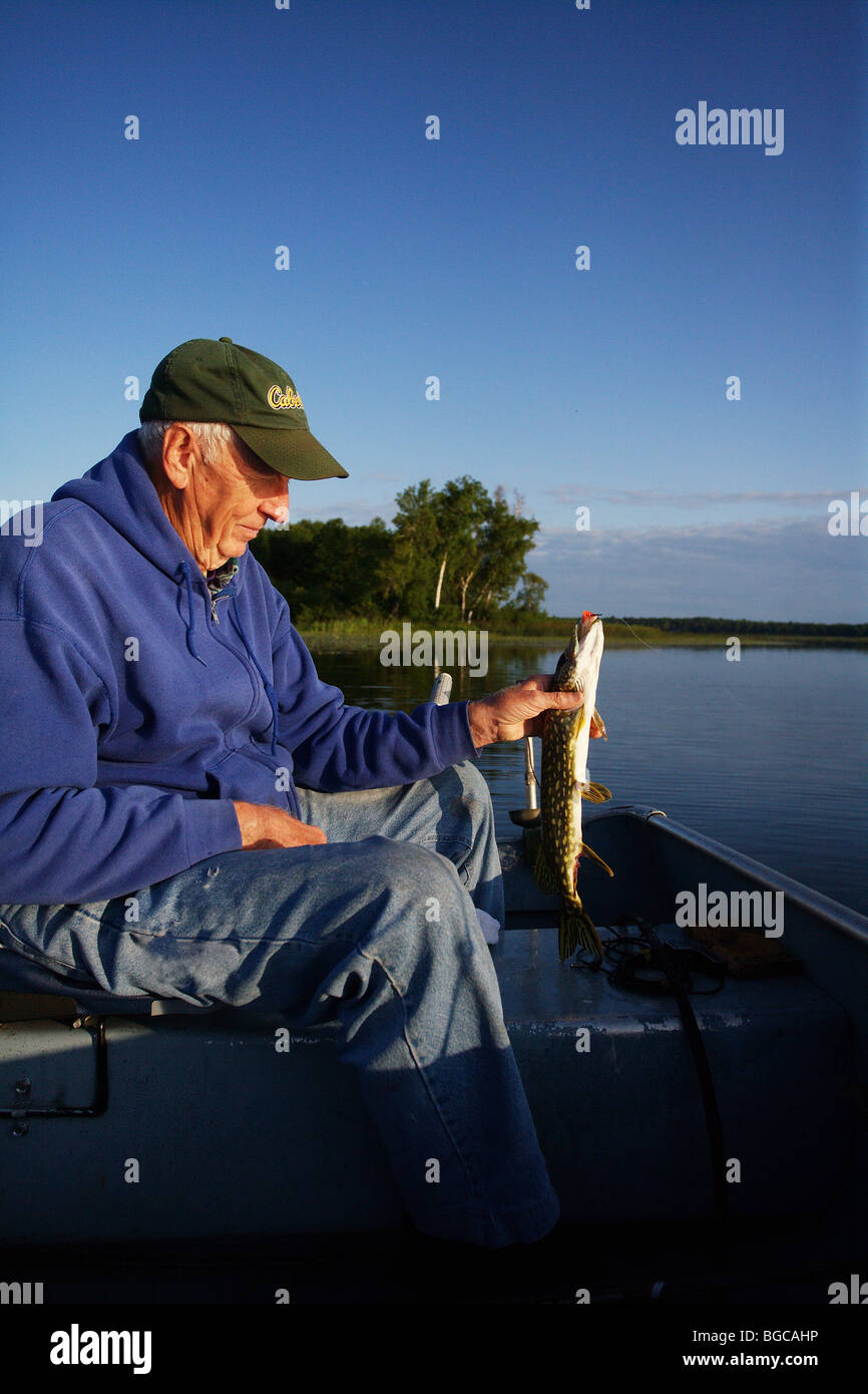 seasoned elderly senior fishing guide holding northern pike Stock Photo ...