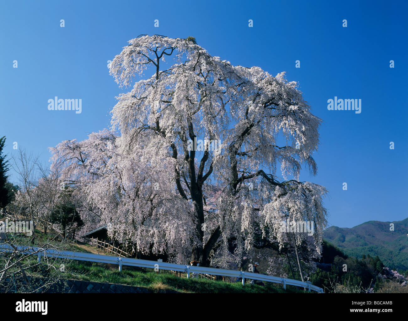 Cherry Blossoms, Ina, Nagano, Japan Stock Photo - Alamy