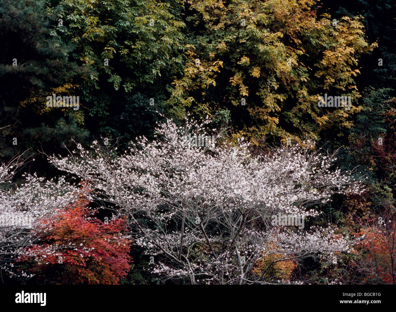 Rosebud Cherry Blossoms, Obara, Toyota, Aichi, Japan Stock Photo - Alamy