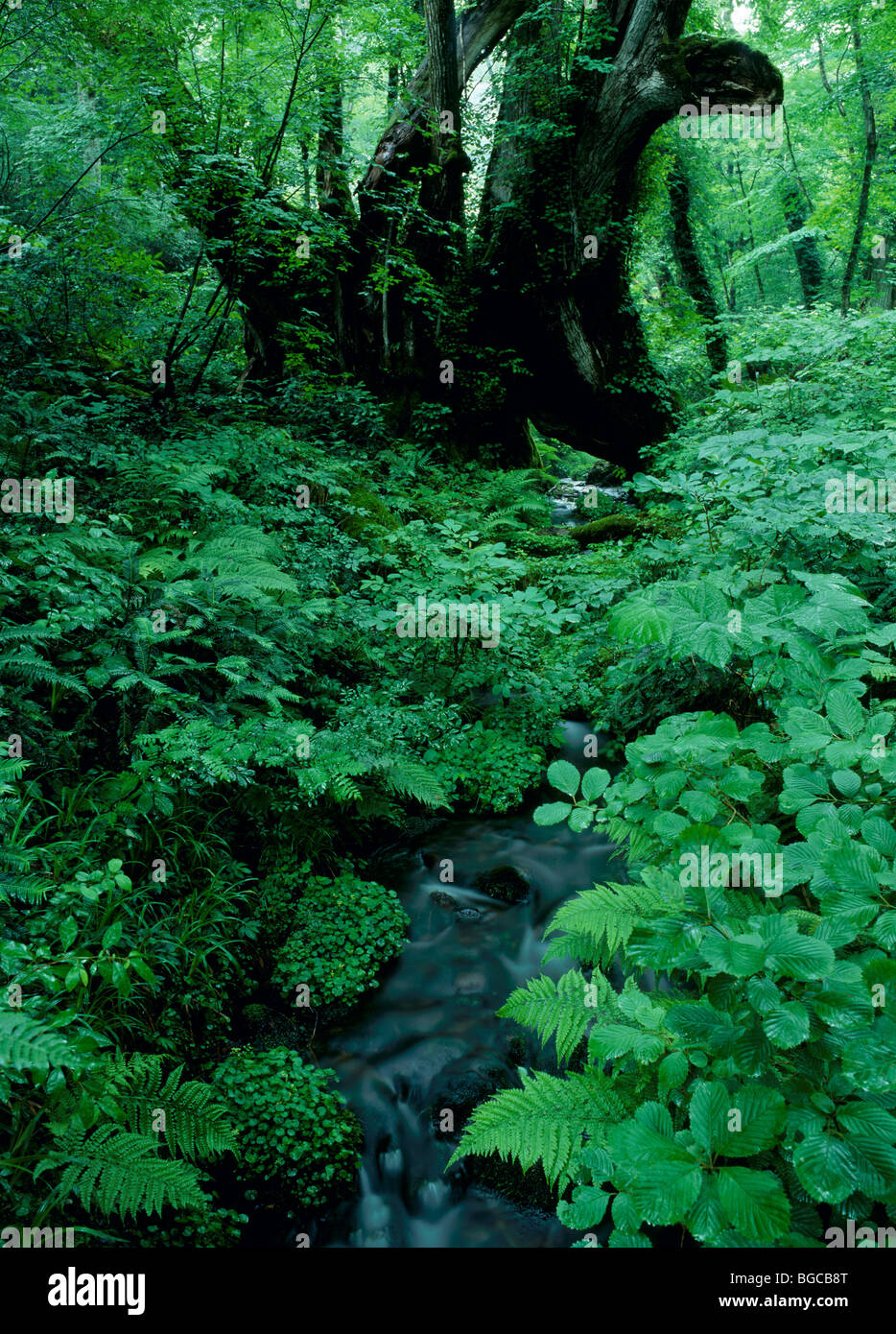 Wachi No Okatsura, Kami, Hyogo, Japan Stock Photo - Alamy