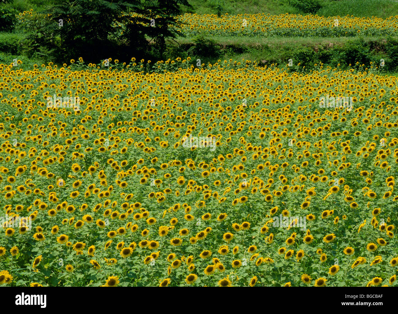 Nanko Sunflower Field, Sayo, Hyogo, Japan Stock Photo - Alamy