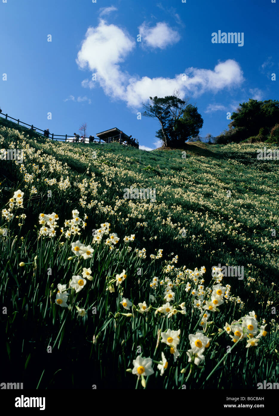 Nada kuroiwa suisenkyo hi-res stock photography and images - Alamy