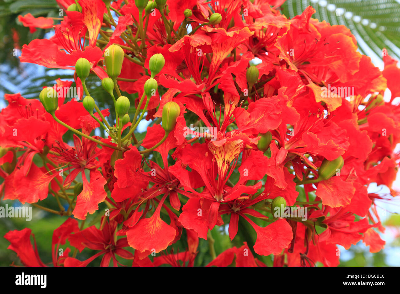 Flame Trees, Miyakojima, Okinawa, Japan Stock Photo - Alamy