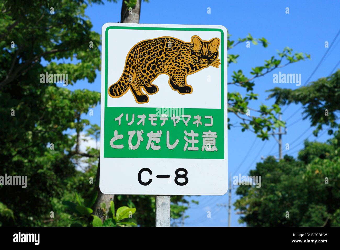 Iriomote wild cat hi-res stock photography and images - Alamy
