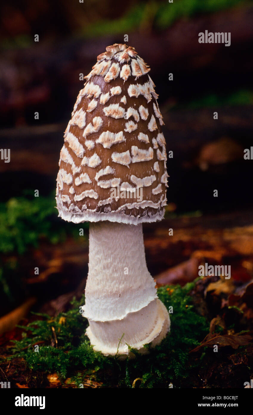 Magpie fungus coprinus picaceus hi-res stock photography and images - Alamy