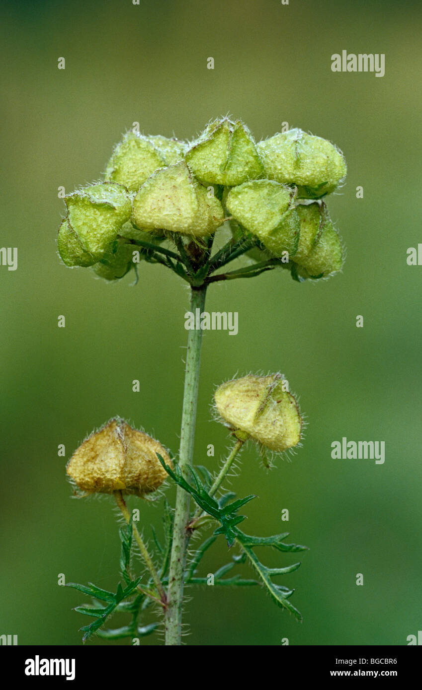 Musk Mallow Seed Heads, Daneway Stock Photo - Alamy