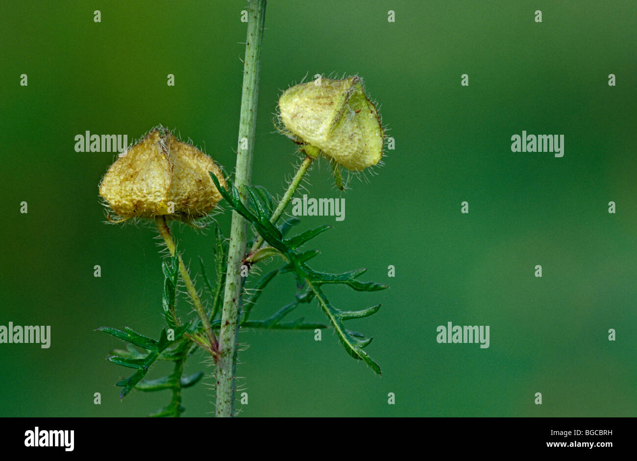 Musk Mallow Pod High Resolution Stock Photography and Images - Alamy