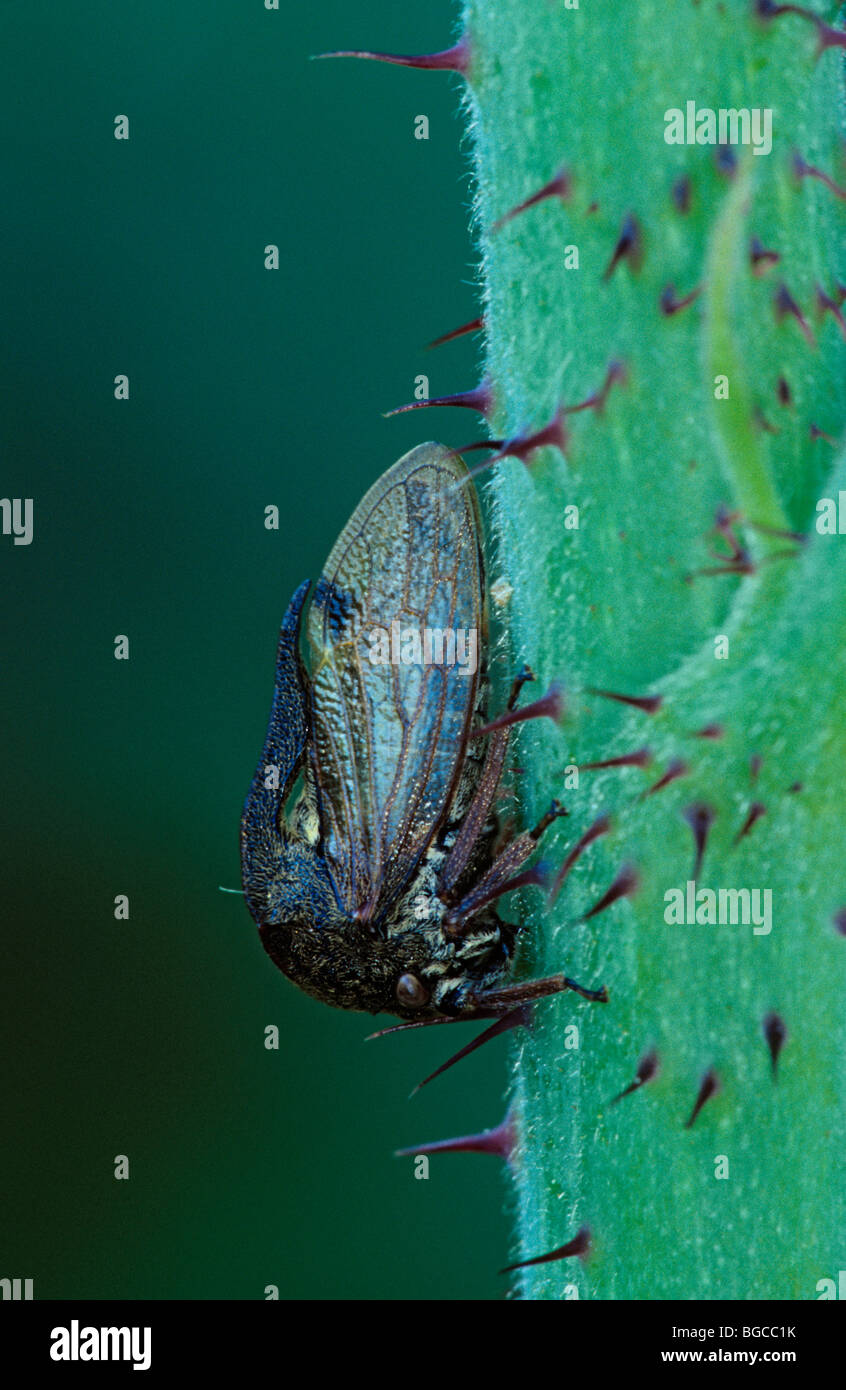 Tree hopper hi-res stock photography and images - Alamy