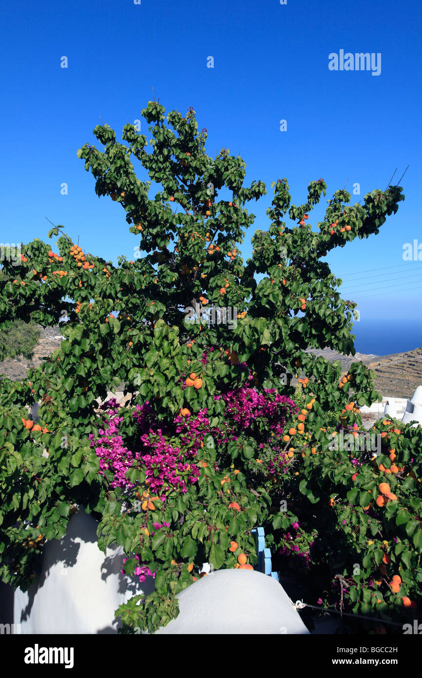 Fruit tree greece hi-res stock photography and images - Alamy