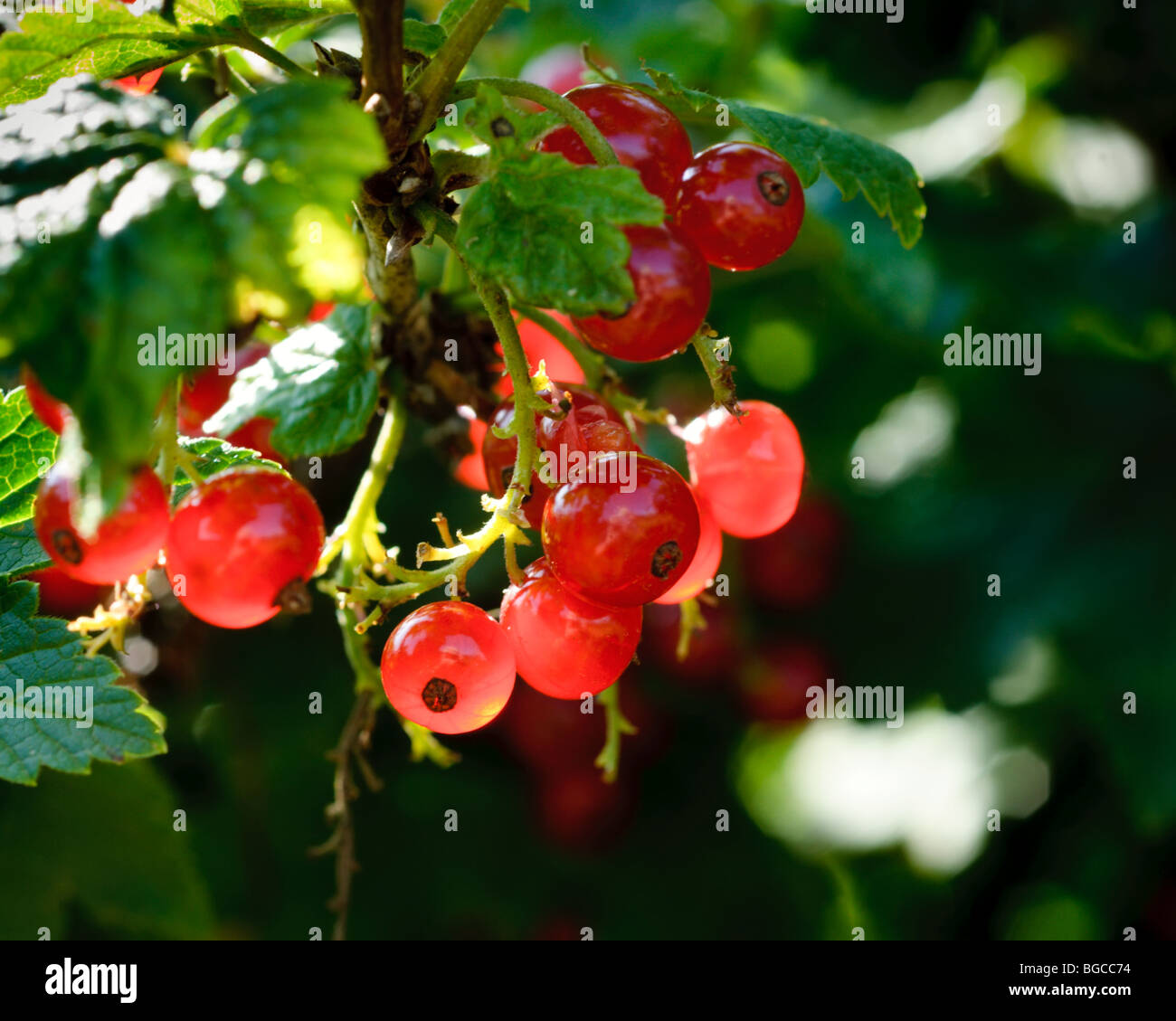Red acid berry hi-res stock photography and images - Alamy