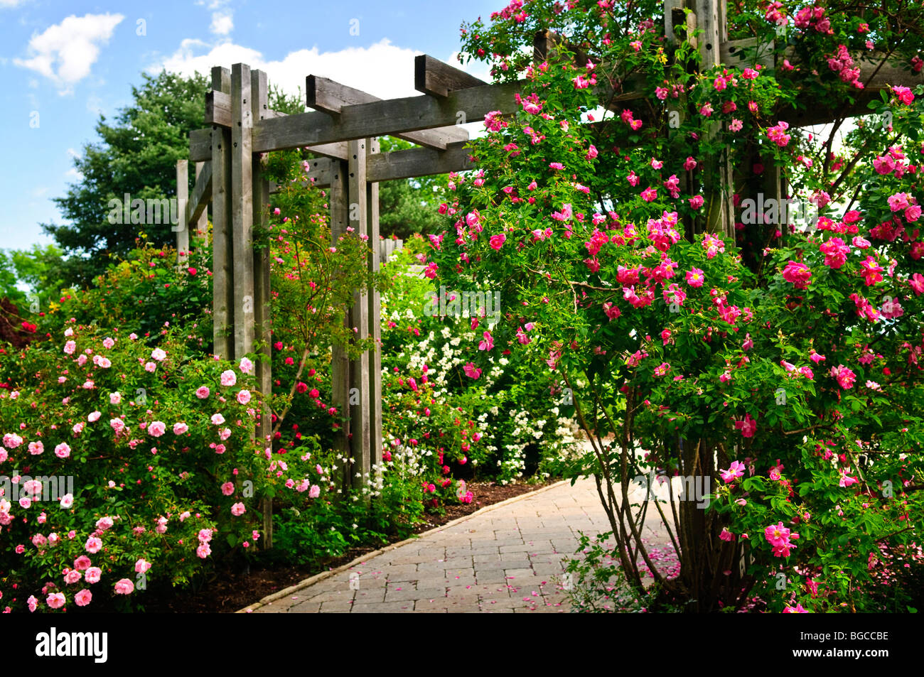 Roses arbor garden trellis hi-res stock photography and images - Alamy