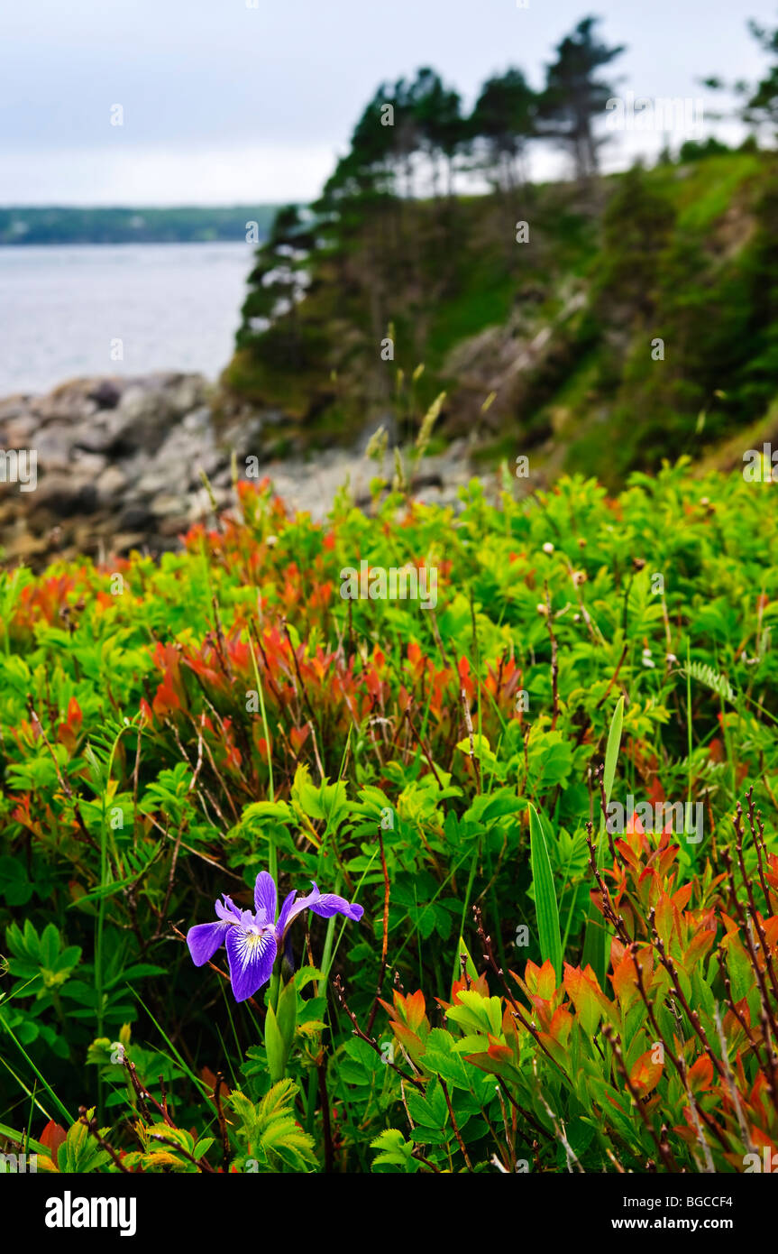 Blue flag iris wild flower at Atlantic coast in Newfoundland Canada ...