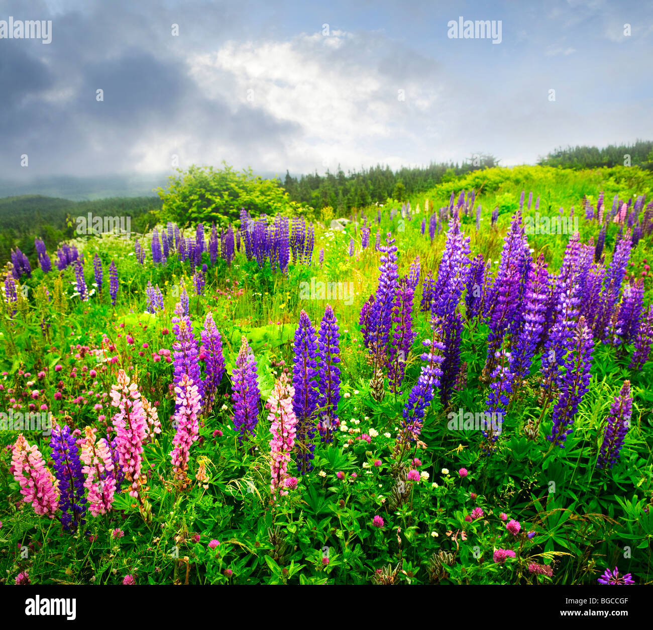 Purple and pink garden lupin wild flowers in Newfoundland Stock Photo ...