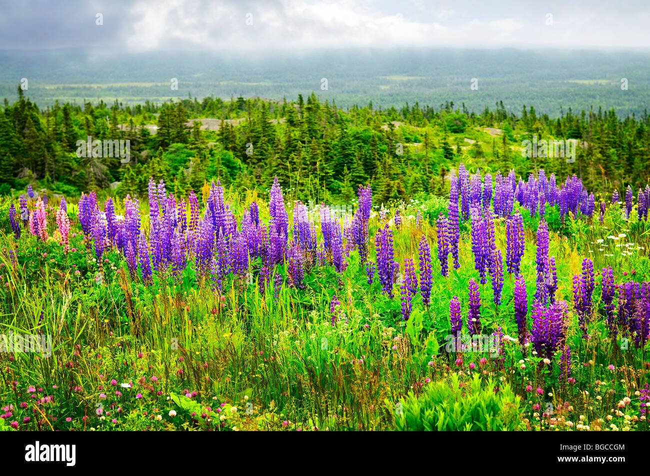 Purple and pink garden lupin wild flowers in Newfoundland Stock Photo ...