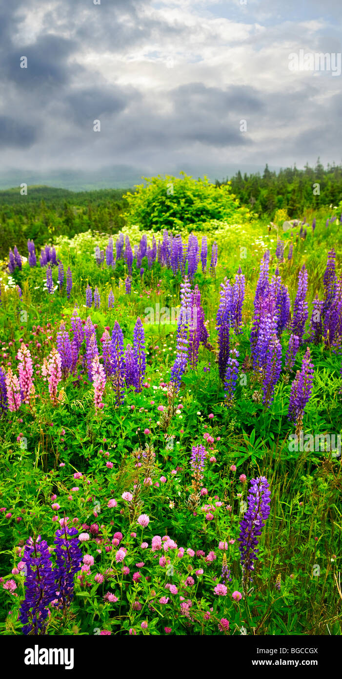 Lush wildflowers pink blooms hi-res stock photography and images - Alamy