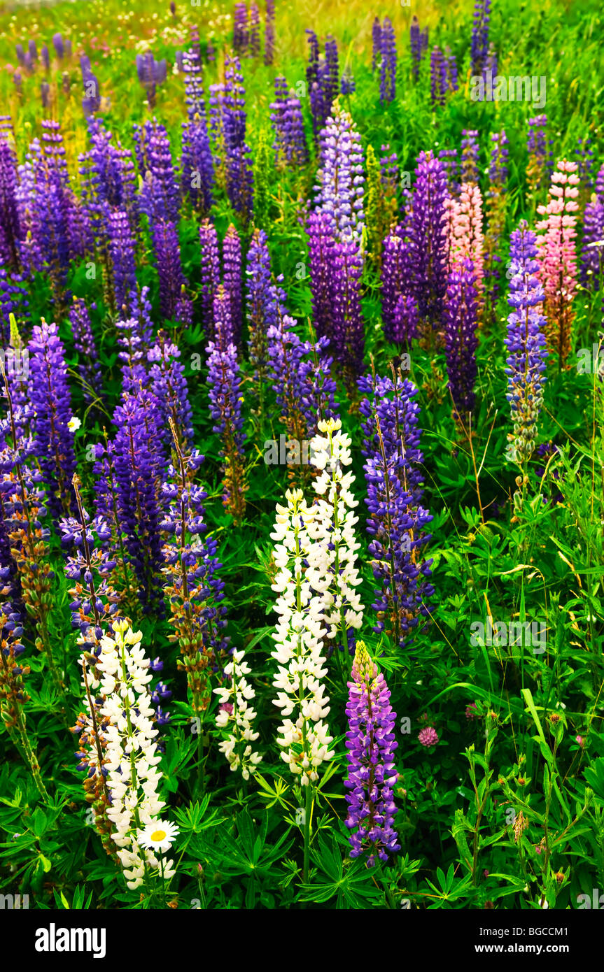Purple and pink garden lupin wild flowers in Newfoundland Stock Photo ...