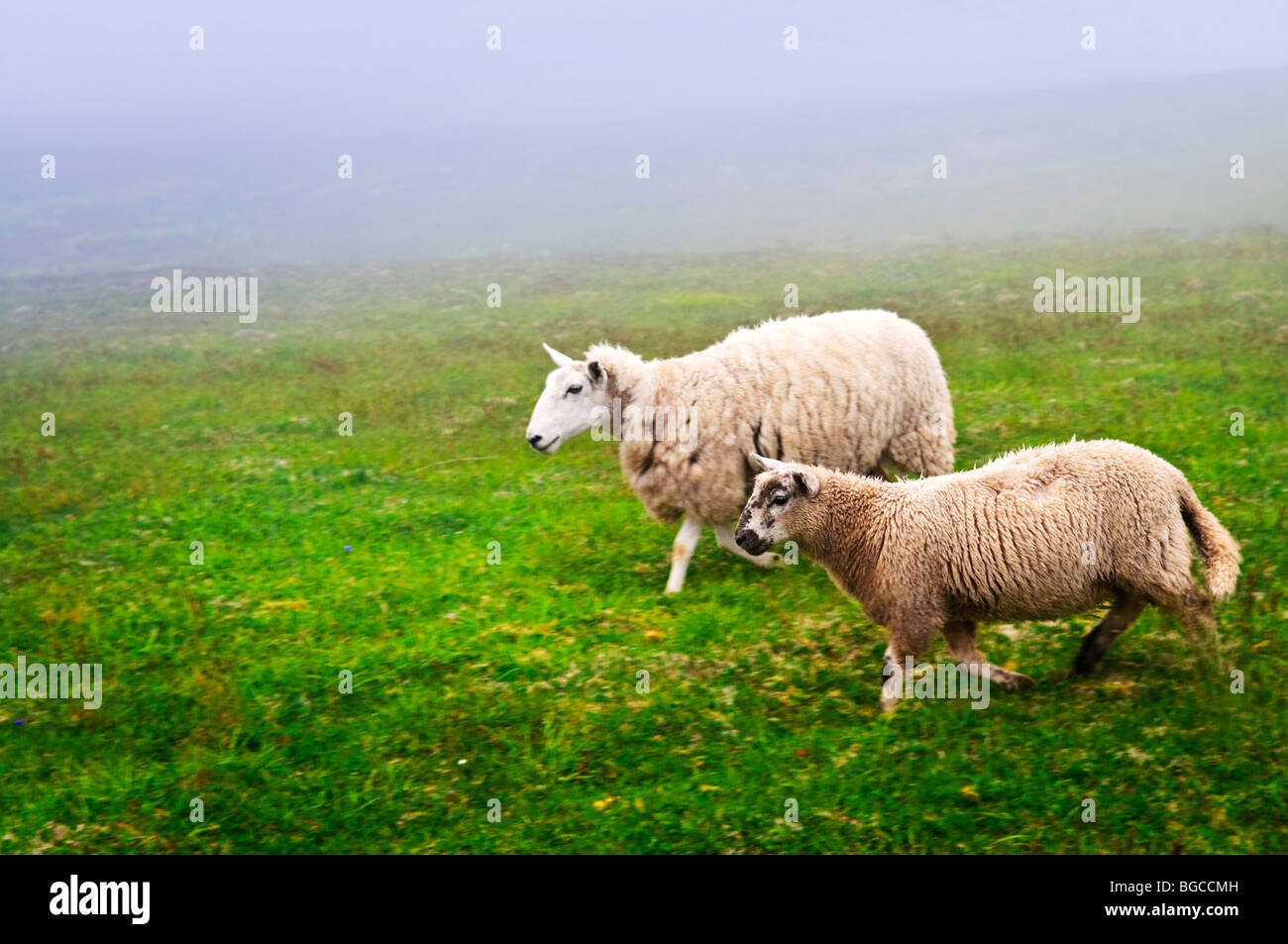 Two sheep walking in foggy field of Newfoundland, Canada Stock Photo ...