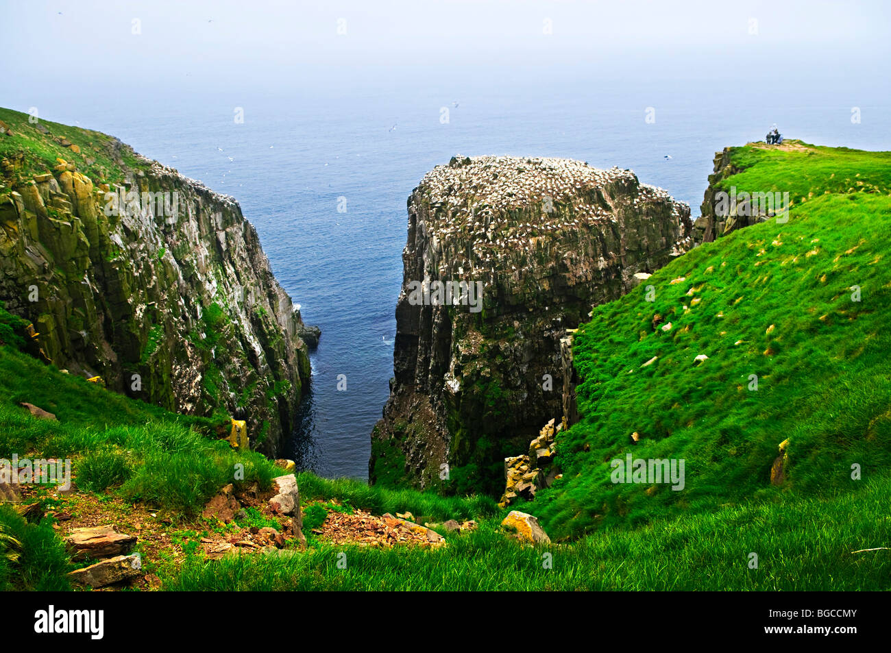Tourists at cliffs of Cape St. Mary's Ecological Bird Sanctuary in ...