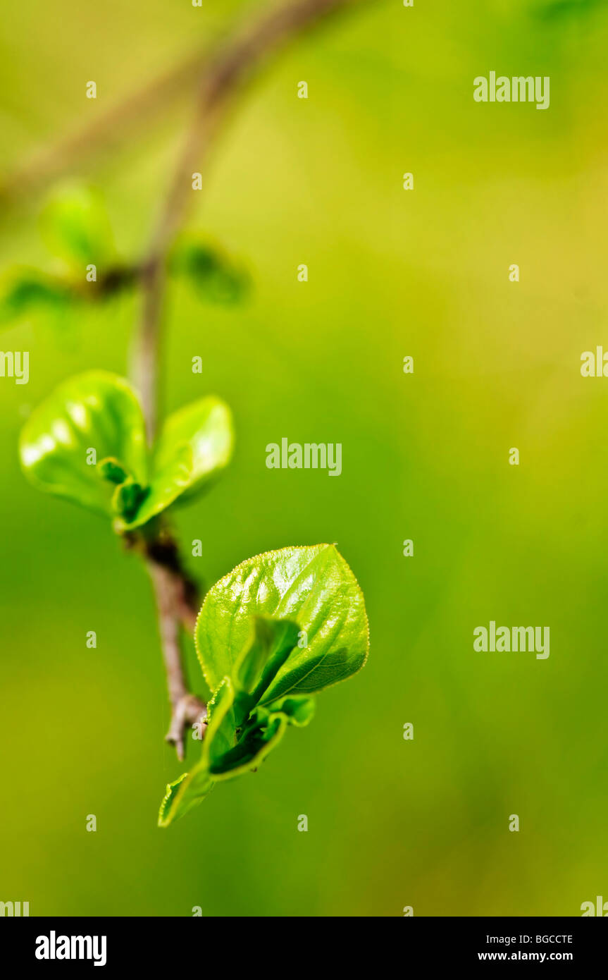 Green spring leaves budding new life in clean environment Stock Photo ...