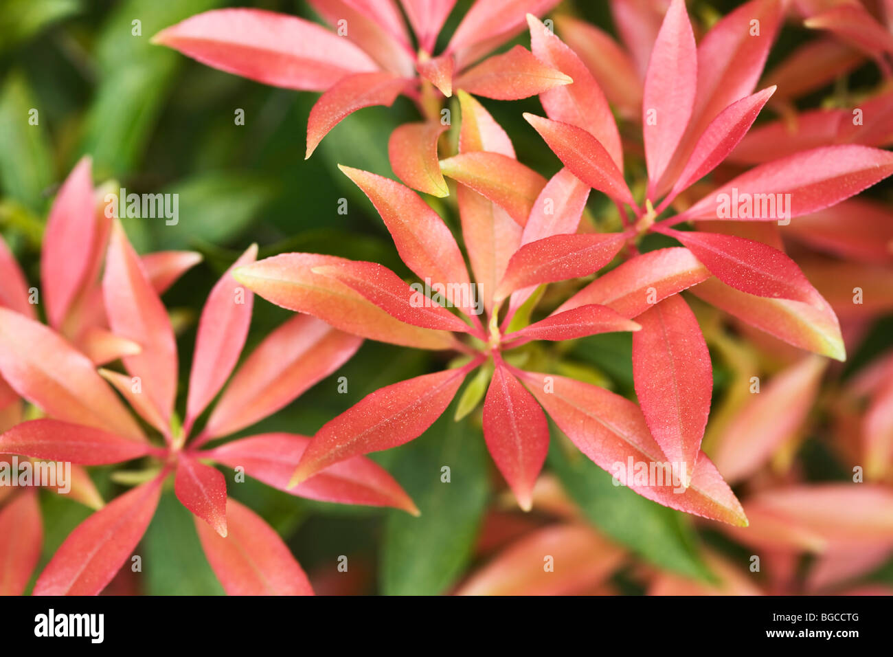 Red leaves of japanese andromeda Stock Photo - Alamy