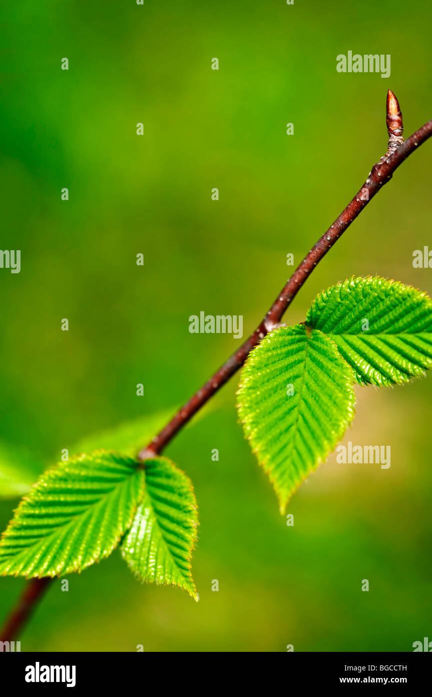Green spring leaves budding new life in clean environment Stock Photo ...