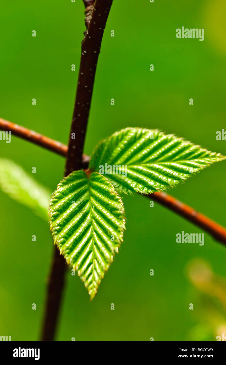 Budding Plant Life High Resolution Stock Photography and Images - Alamy