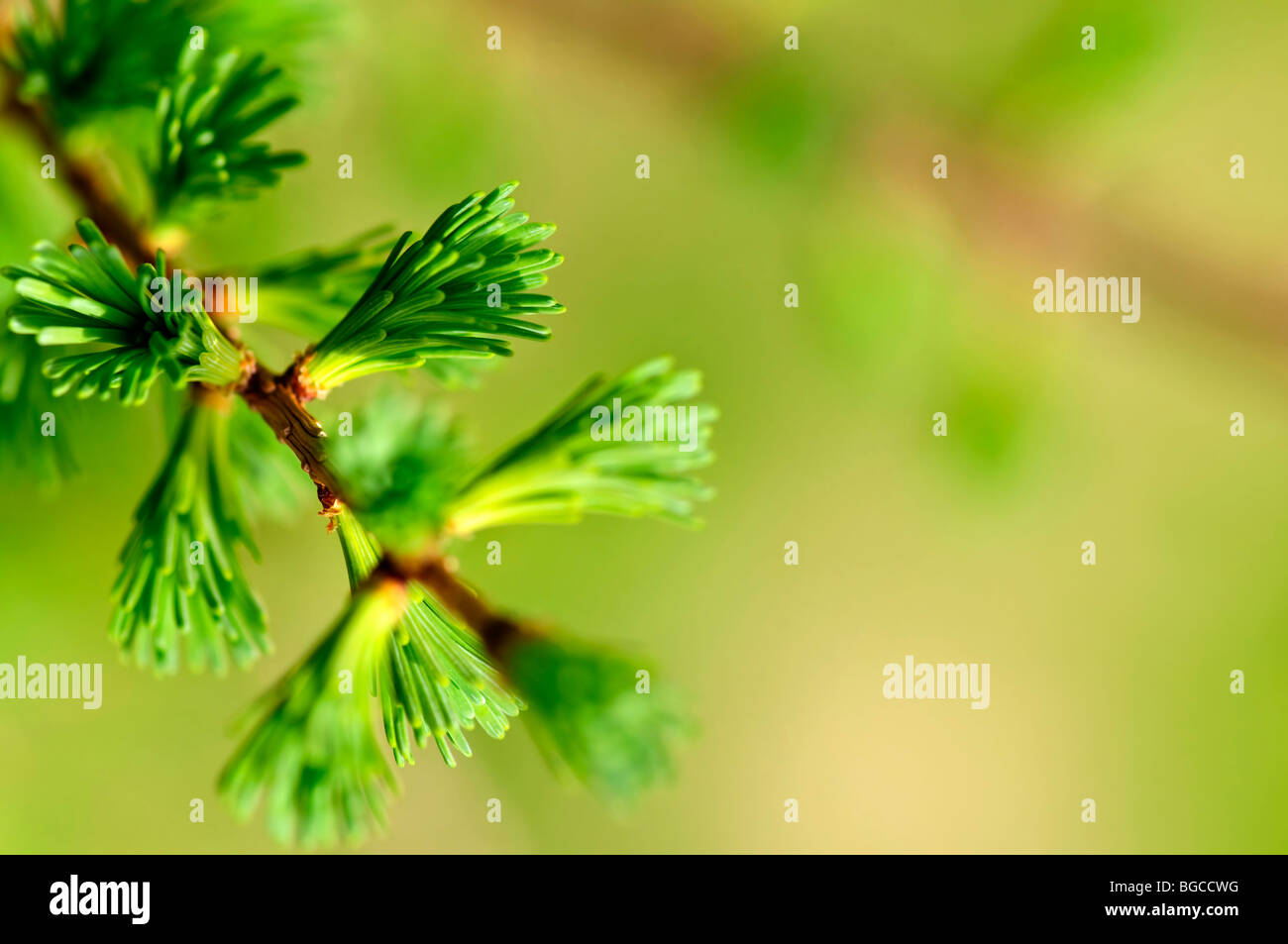 Green spring needles budding new life in clean environment Stock Photo ...