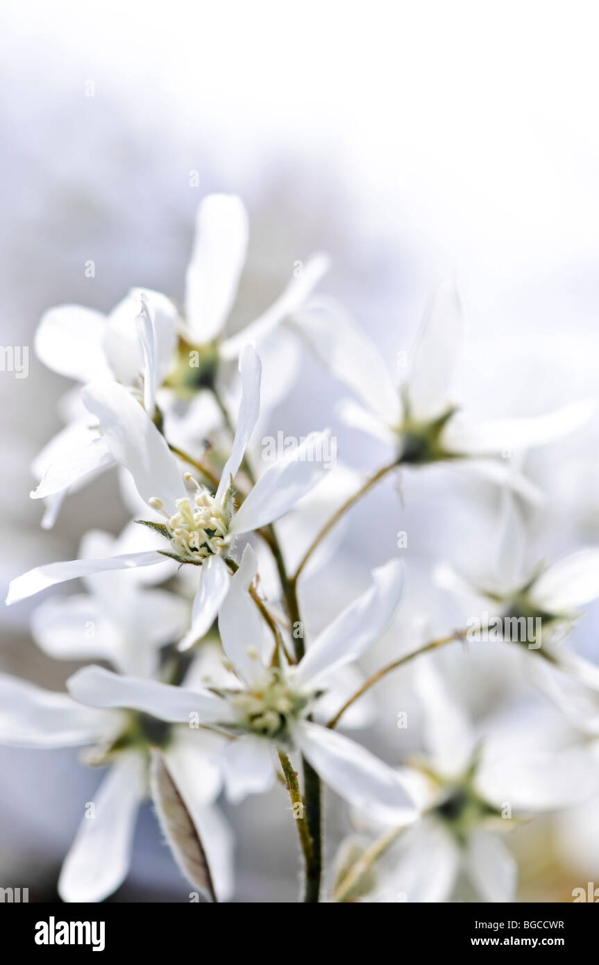 Serviceberry hi-res stock photography and images - Alamy
