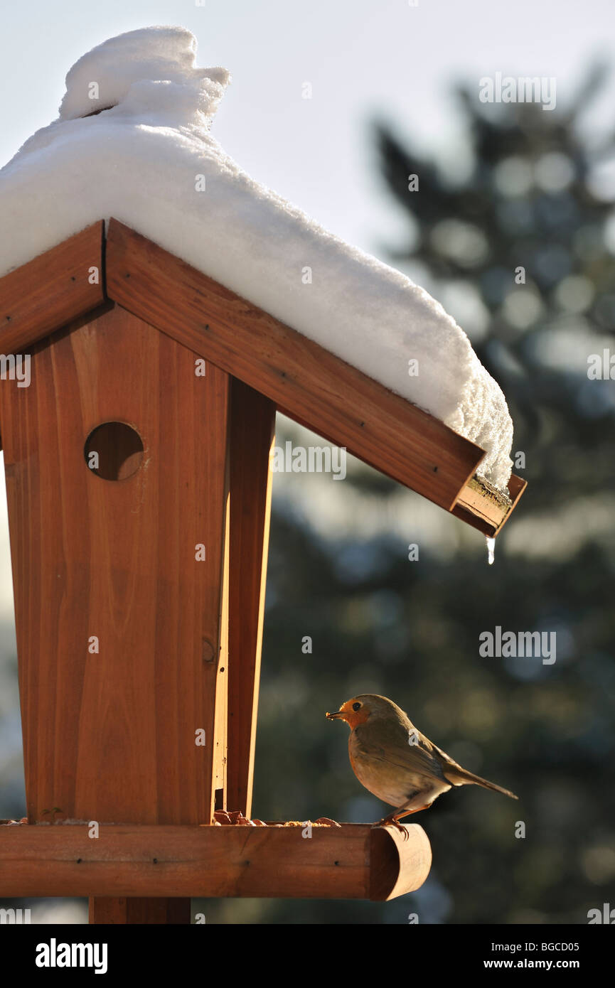 Robin bird table hi-res stock photography and images - Alamy