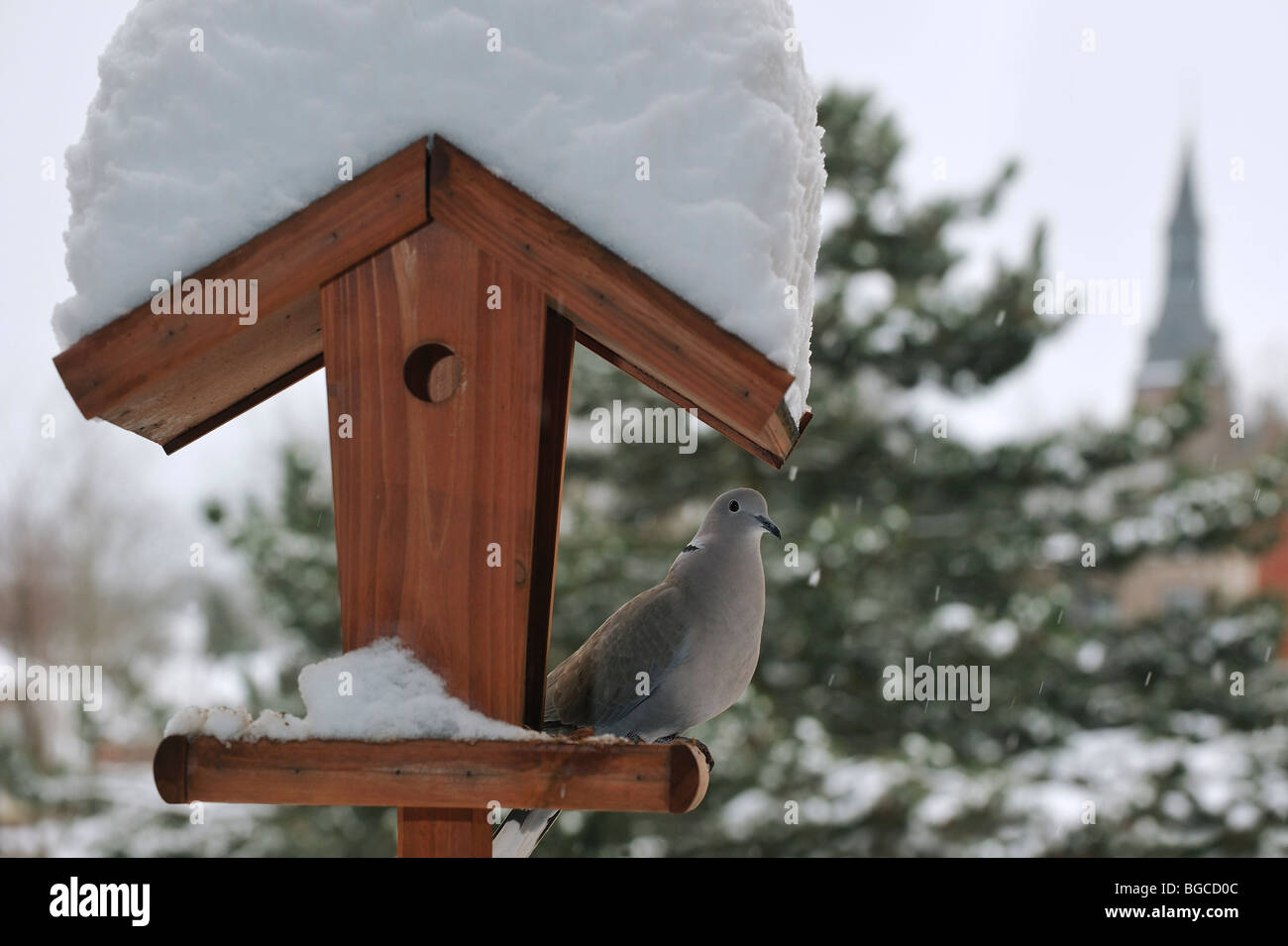 Eurasian collared dove (Streptopelia decaocto) on bird feeder ...