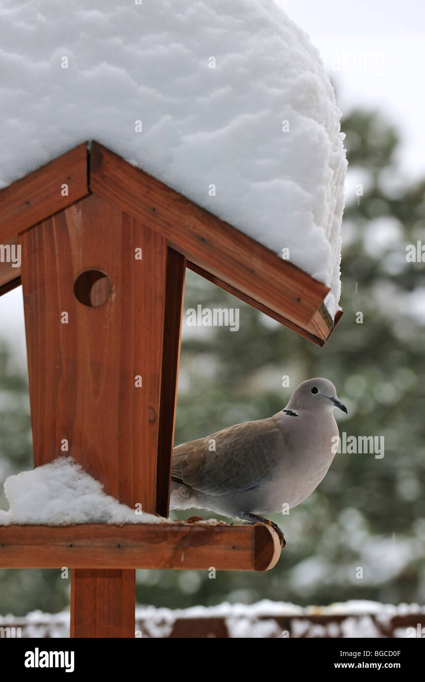 Eurasian collared dove (Streptopelia decaocto) on bird feeder ...